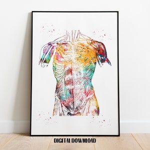 Torso Muscles Anatomy Poster Medical Science Watercolor Digital ...