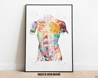 Bones and Muscles of the Torso Anatomy Musculoskeletal System Poster ...