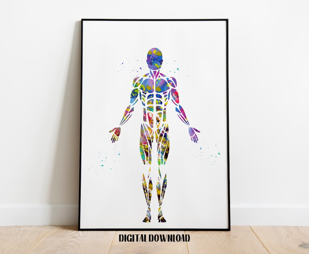 Male Muscular System Anatomy Human Body Poster Medical Science ...