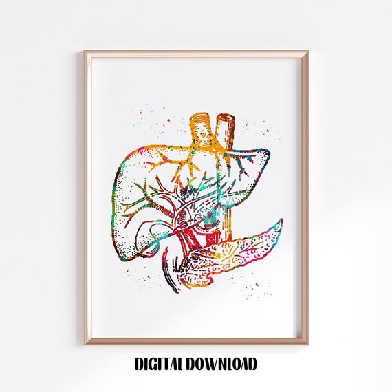 Human Liver Poster Medical Science Watercolor Digital | Etsy
