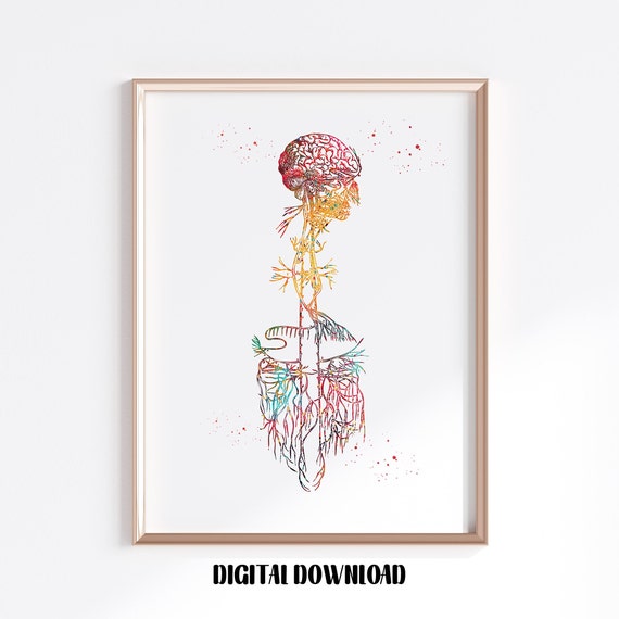 Vagus Nerve Art Parasympathetic Nervous System Poster Medical - Etsy