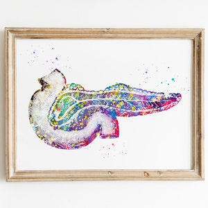 Pancreas Human Anatomy Internal Organs Poster Medical Science ...