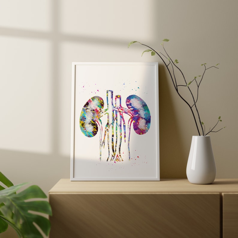 Kidneys Anatomy Urology Illustration Poster Medical Science - Etsy