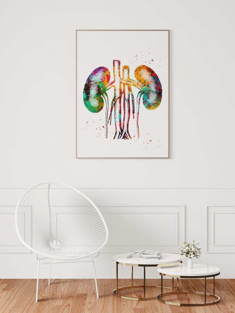 Kidneys Anatomy Urology Illustration Poster Medical Science - Etsy