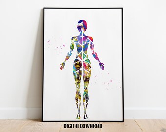 Muscular System Diagram Medical Educational Aid Health Body Detailed ...
