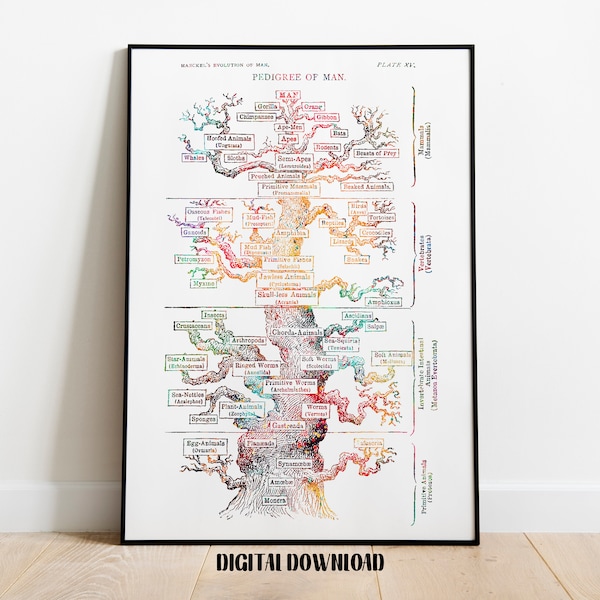 Tree of Life Phylogenetic Poster - Etsy