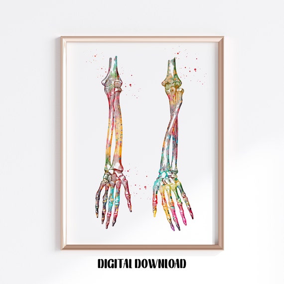 Arm Bones Skeletal Arm Bones Science Orthopedic Art Skeleton | Etsy
