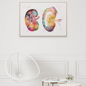 The Kidneys Anatomy Urology Illustration Human Kidneys Poster Medical ...