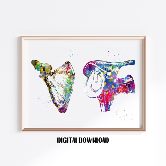 Scapula and Clavicle Anatomy Art Medical Office Decor Poster | Etsy