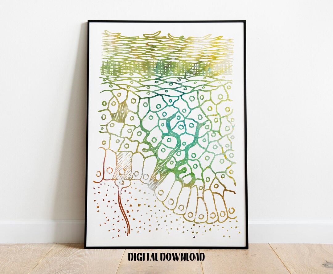 Anatomical Watercolor From Skin Layers Epidermis Stratum Corneum ...