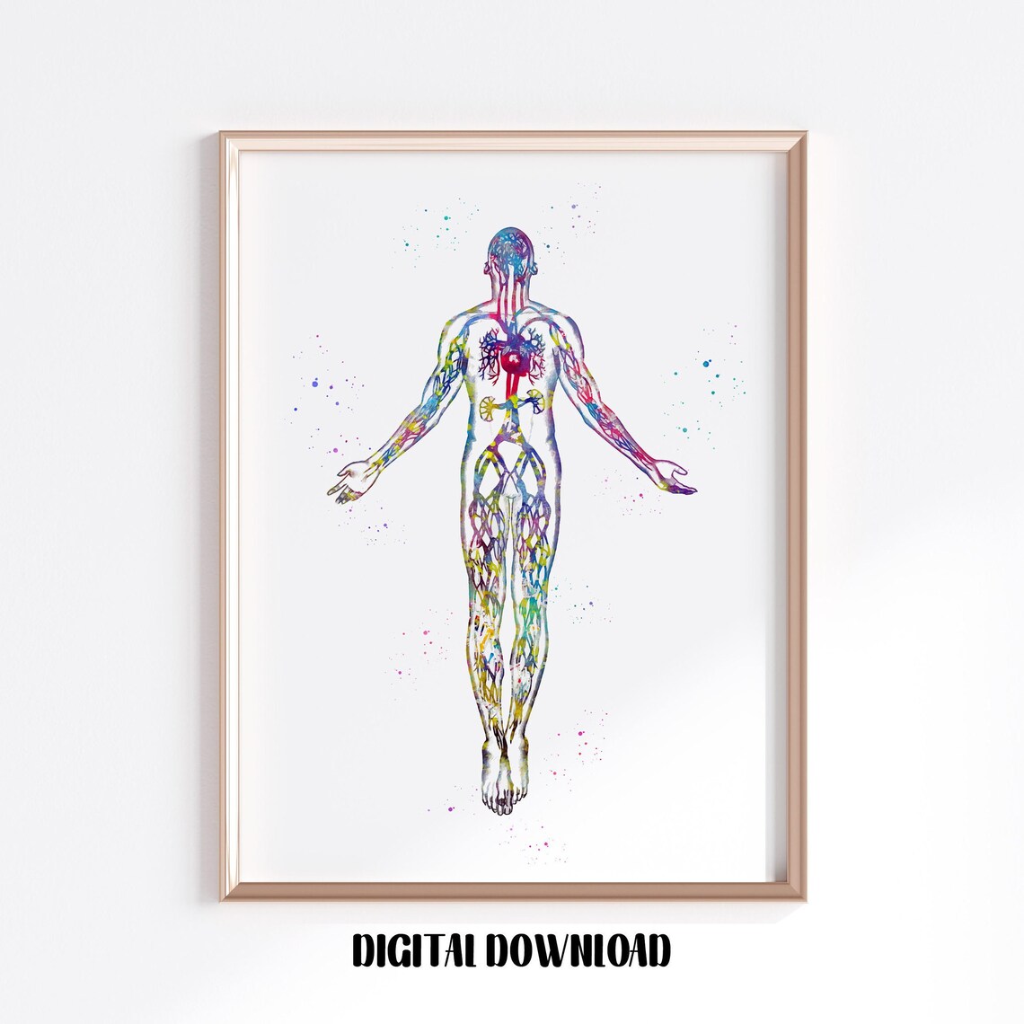 Human Vascular System Human Body Anatomy Biology Poster | Etsy