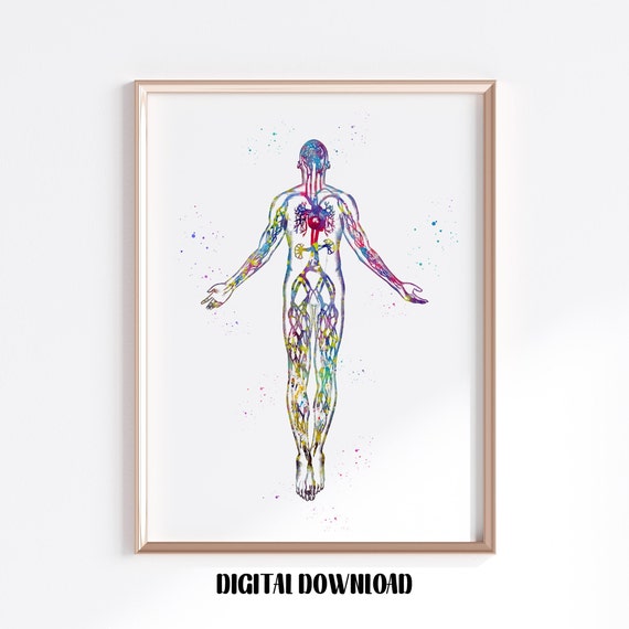 Human Vascular System Human Body Anatomy Biology Poster | Etsy