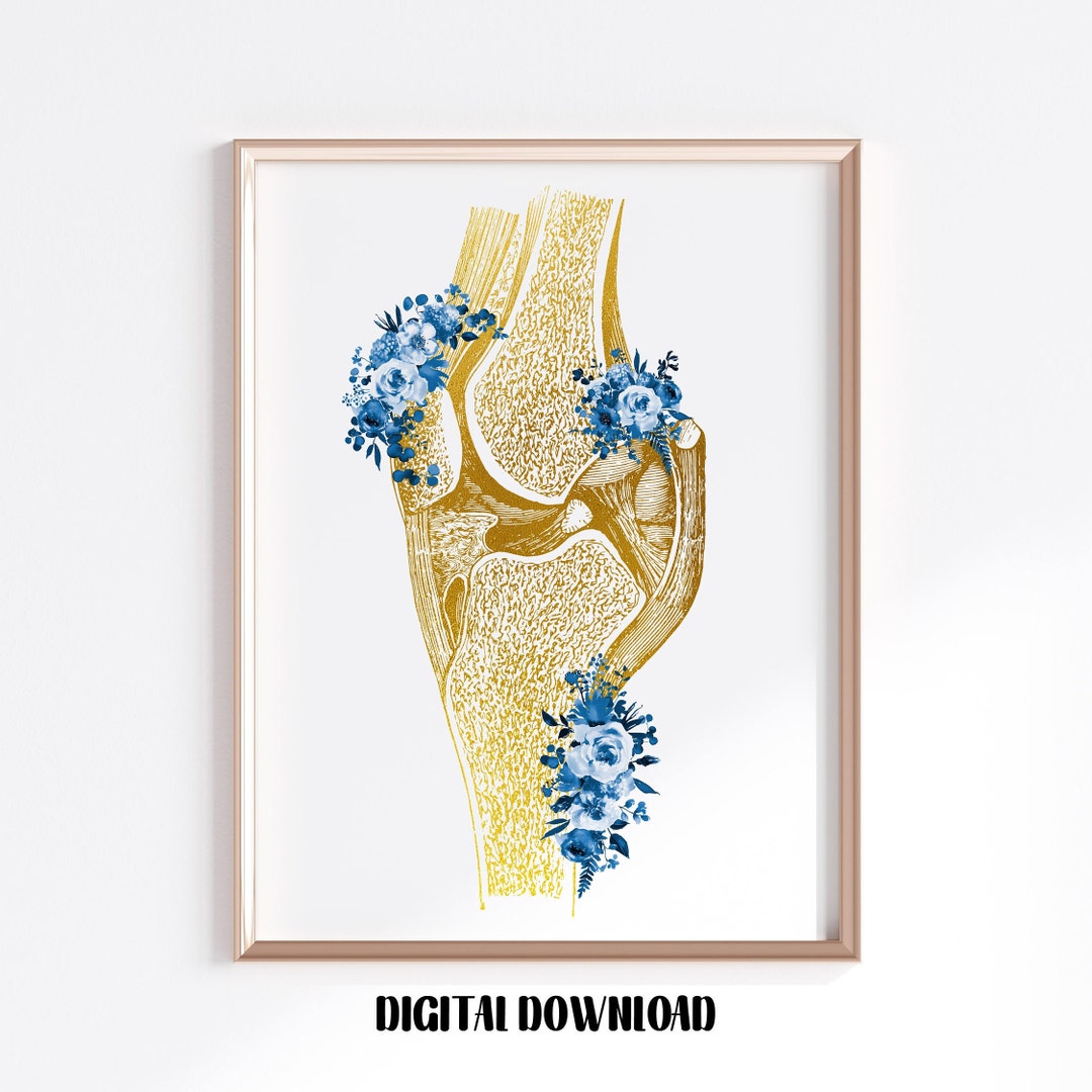 Knee Bone Human Anatomy Knee Orthopedic Skeletal System Leg - Etsy