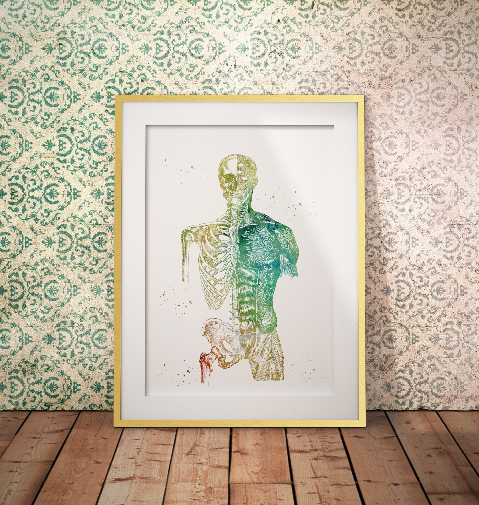 Bones and Muscles of the Torso Anatomy Musculoskeletal System - Etsy