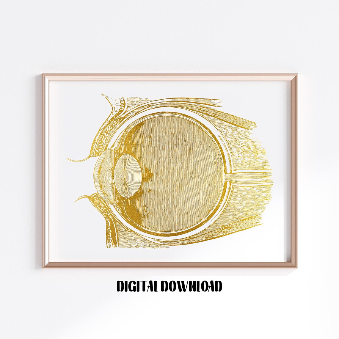 Eye Anatomy Human Eye Optometrist Optician Poster Medical Art | Etsy