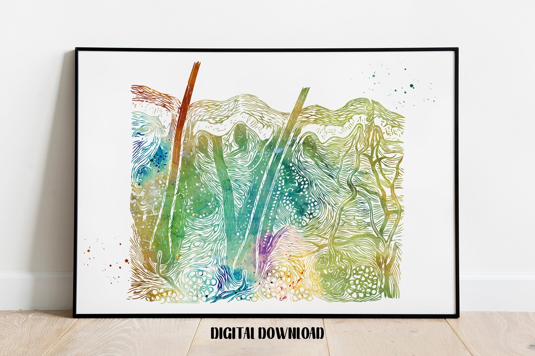 Skin Section Epidermis Human Skin Anatomy Integumentary System ...