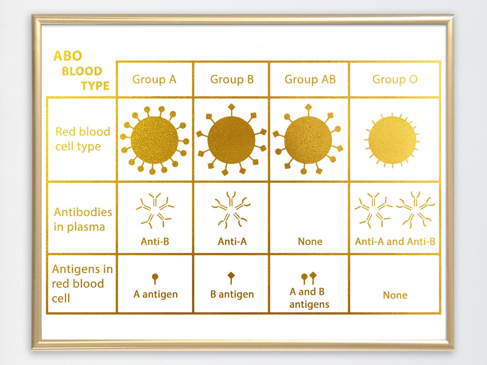 Human ABO Blood Type Biology Hematology A B AB O Blood types | Etsy