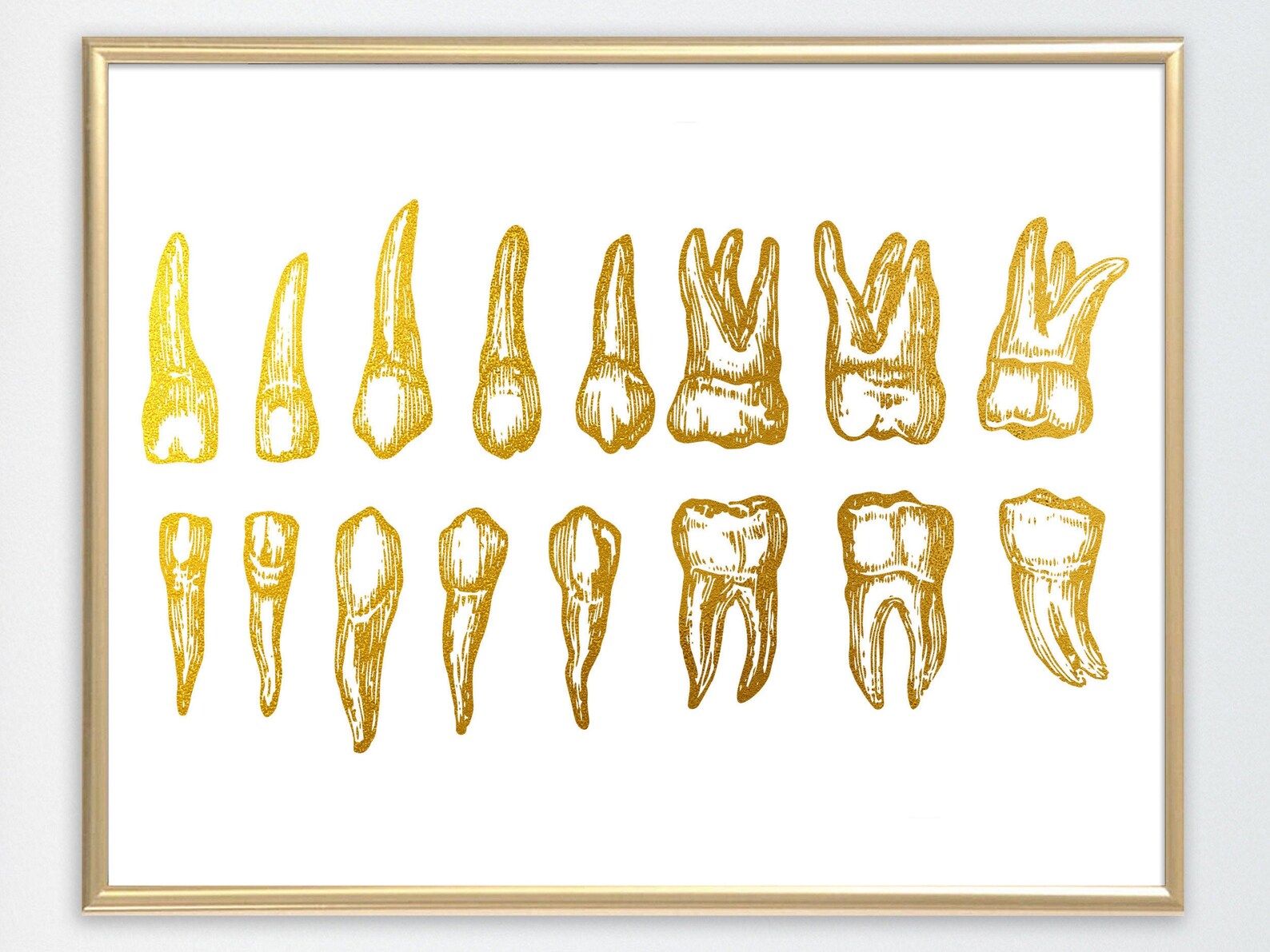 Teeth Diagram Tooth Anatomical Art Tooth Chart Dental Clinic | Etsy