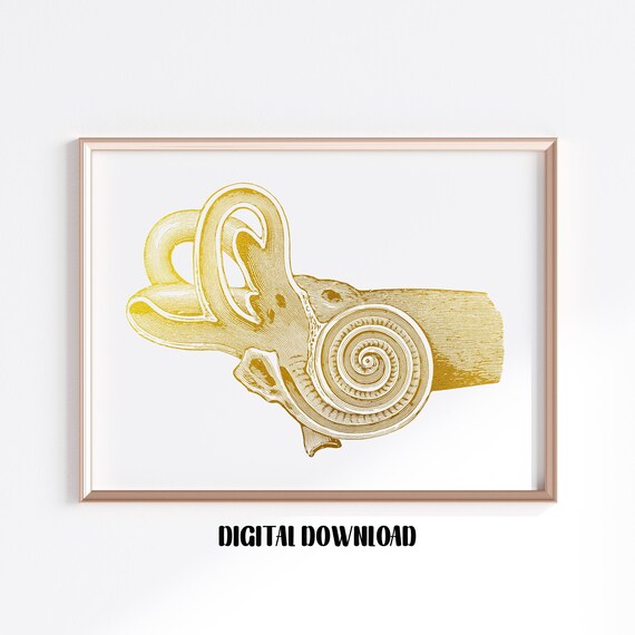 Human Ear Audiology Poster Cross Section of Ear Golden Art | Etsy