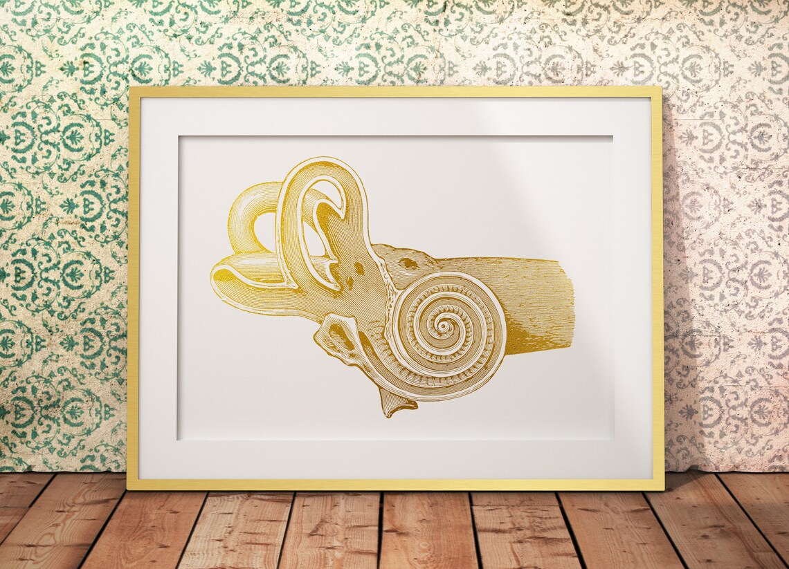 Human Ear Audiology Poster Cross Section of Ear Golden Art - Etsy