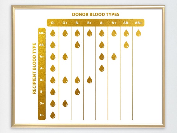Human Blood Donor Compatibility Chart Biology Hematology A B | Etsy