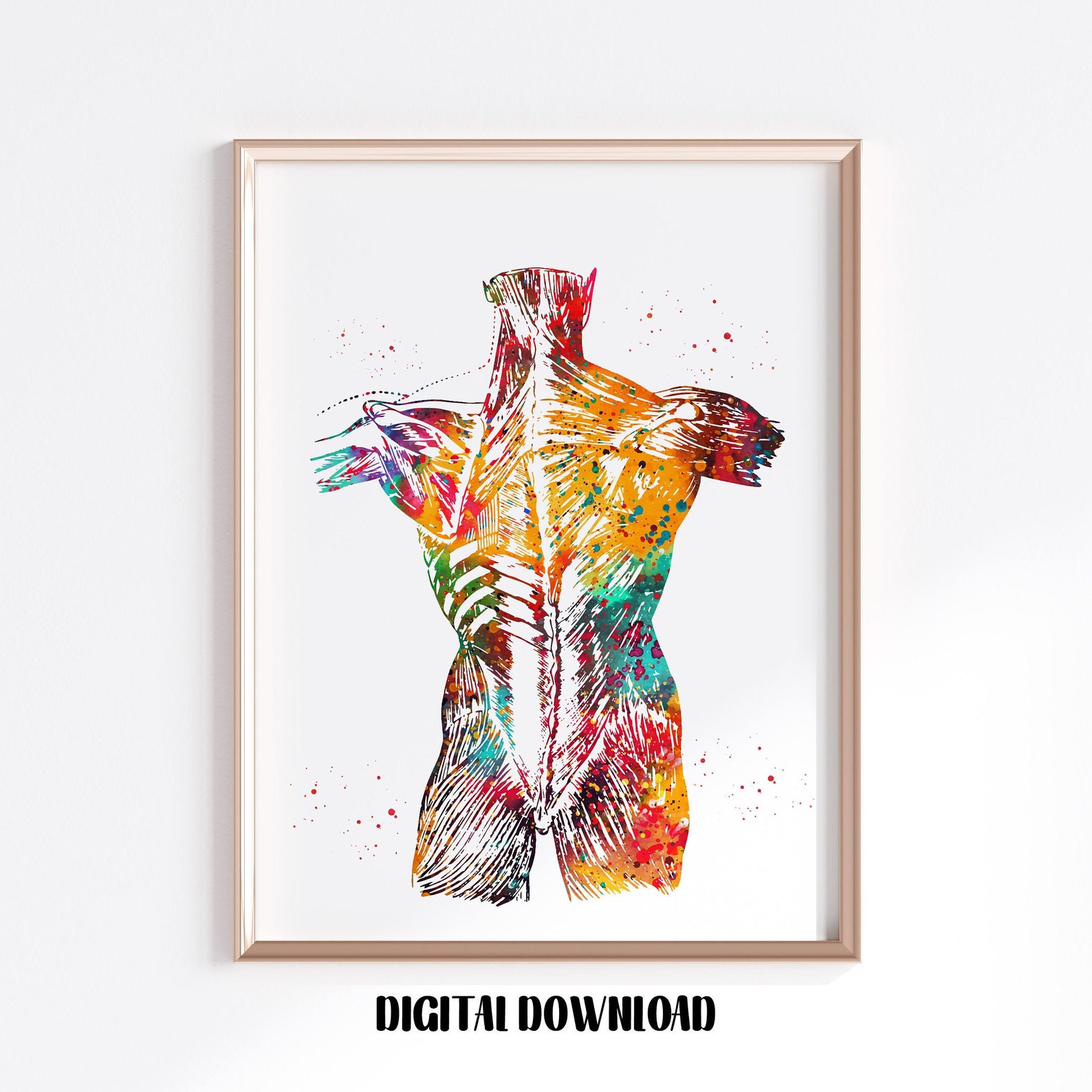 Back Muscles Human Muscles Anatomy Body Anatomical Biology | Etsy