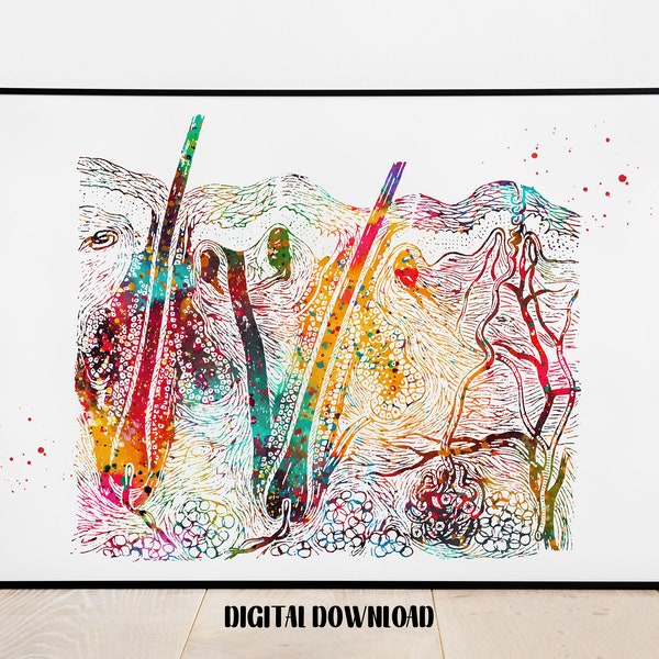 Human Skin Anatomy Poster - Etsy