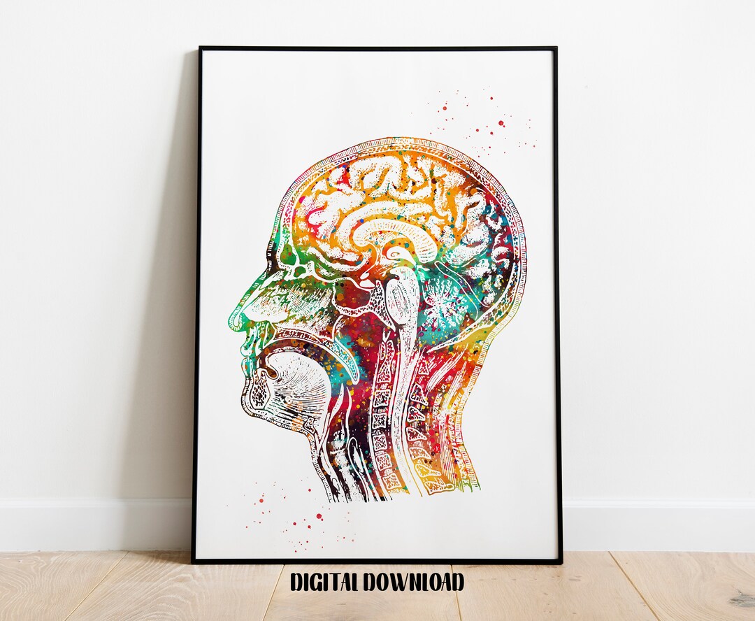Human Head Brain Longitudinal Section Neurology Poster Medical Science ...