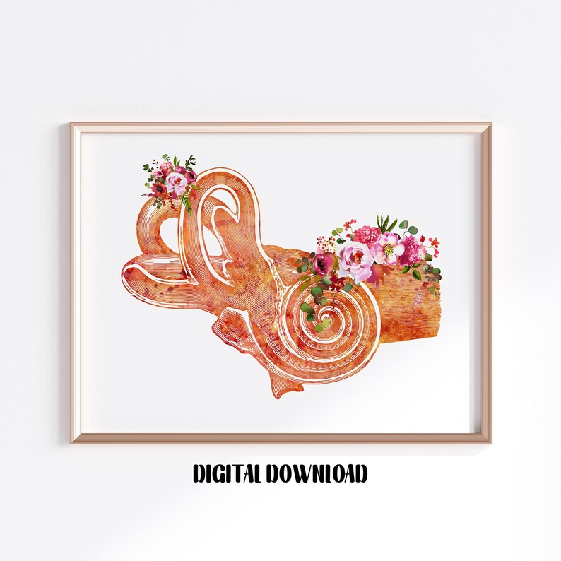 Human Ear Anatomy Audiology Poster Cross Section of Ear | Etsy