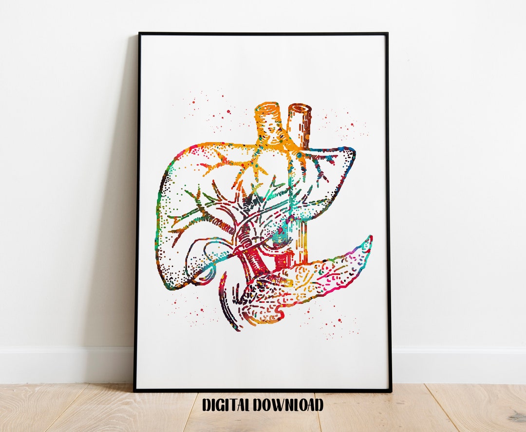 Human Liver Poster Medical Science Watercolor Digital Printable ...