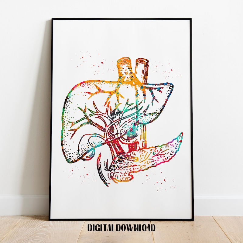 Liver Watercolor Poster - Etsy UK