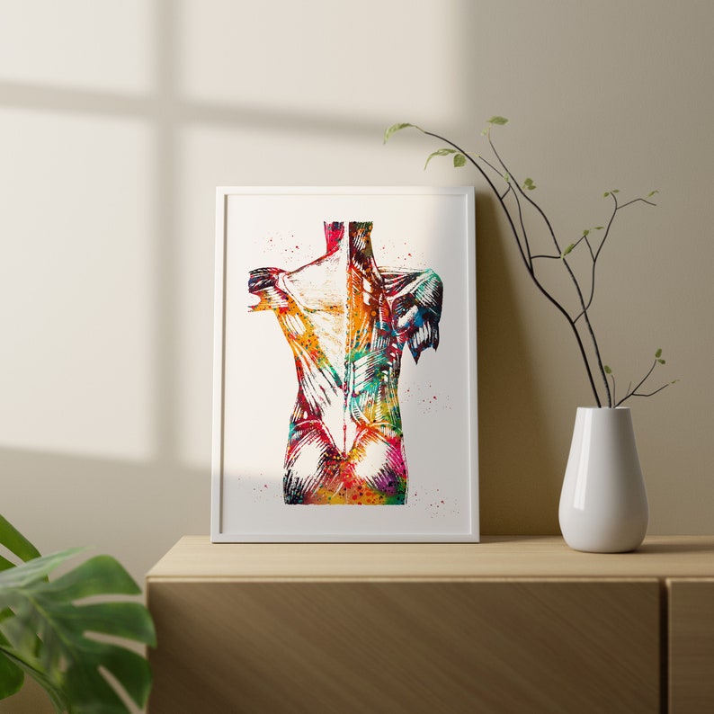 Anatomy of Superficial Muscles Back Biology Poster Medical - Etsy