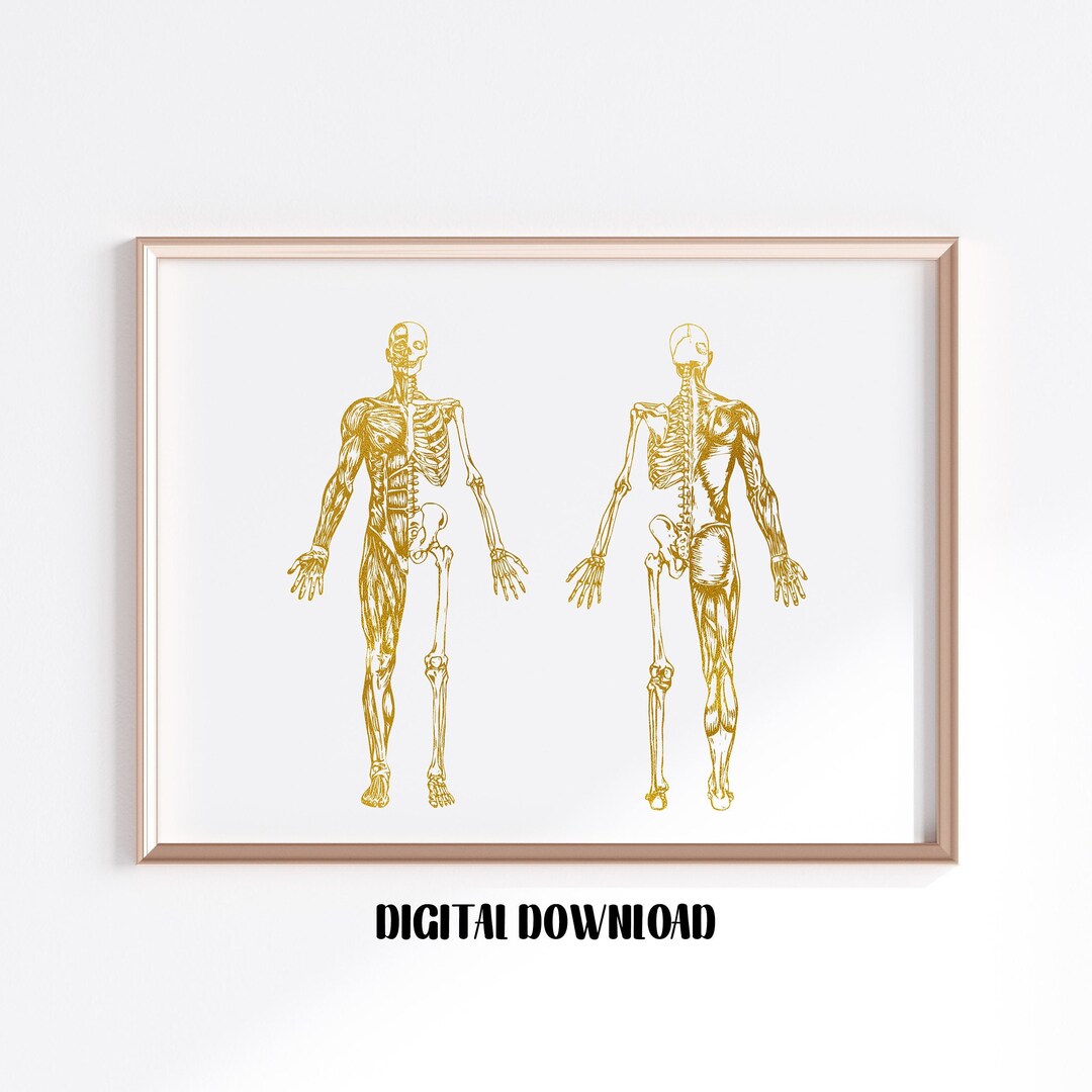 Bones and Muscles Anatomy Musculoskeletal System Front and Back View ...