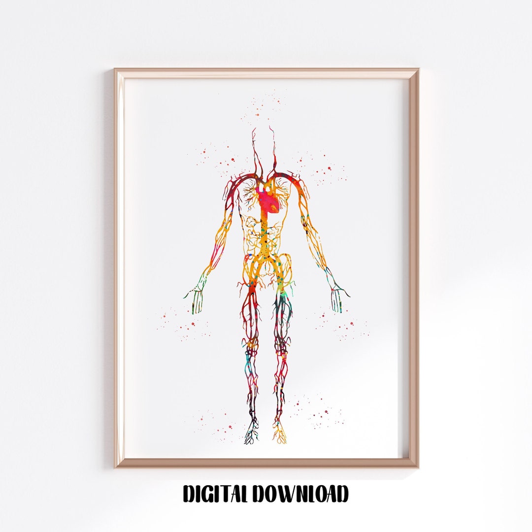 Circulatory System Human Veins Blood Vessels Illustration Biology ...