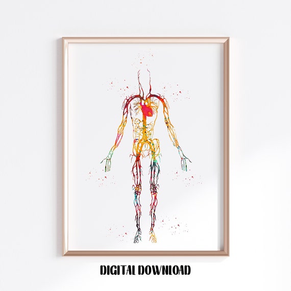 Biology Human Blood Vessels Bioengineered Human Blood Vessels