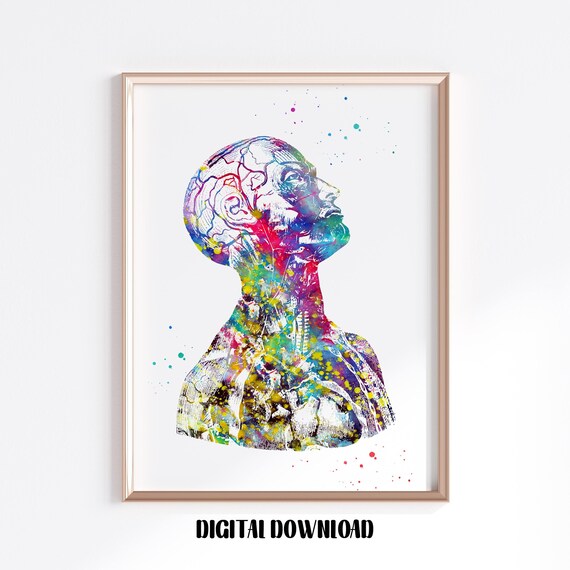 Head and Torso Anatomy Human Head Neck and Shoulder Poster - Etsy