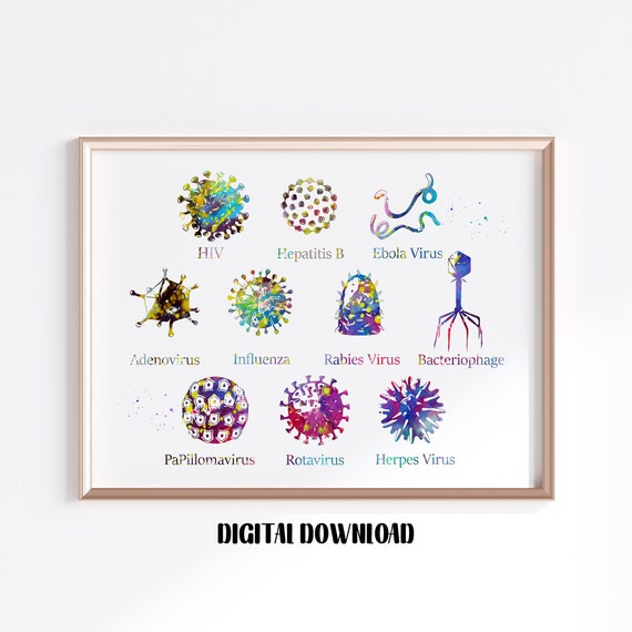 Diagram Showing Different Kinds of Viruses Virus Structure | Etsy