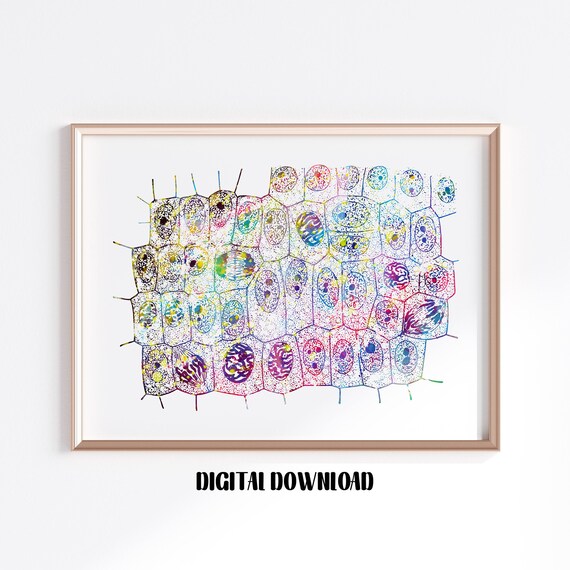 Mitosis Nature Biology Poster Medical Science Watercolor | Etsy