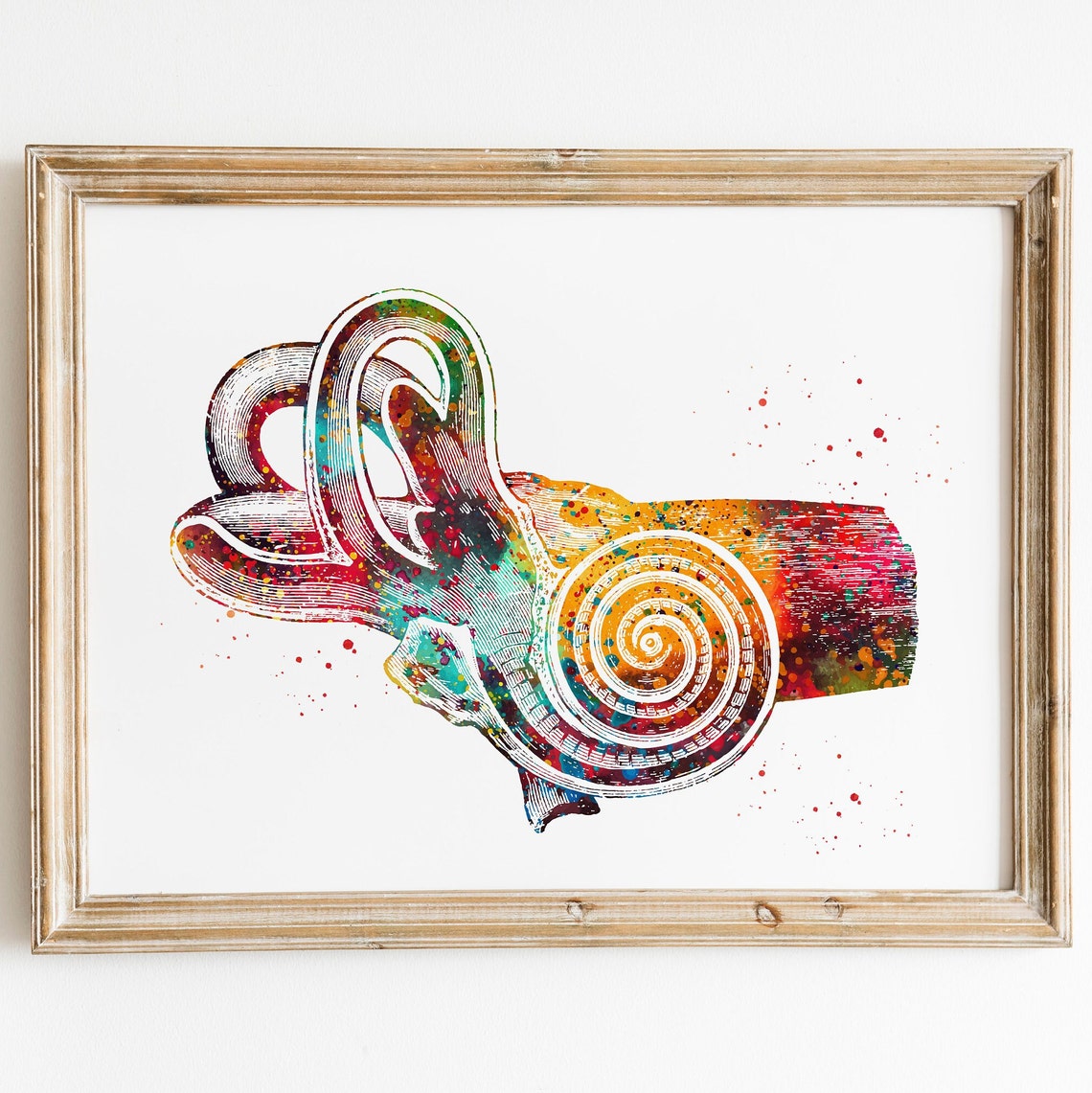 Human Ear Anatomy Audiology Cross Section of Ear Poster - Etsy