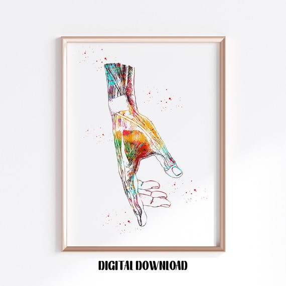 Hand Muscles and Tendons Anatomical Art Orthopedic Surgery - Etsy