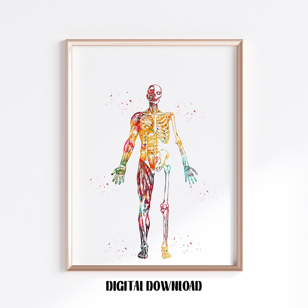 Bones and Muscles Anatomy Musculoskeletal System Front View - Etsy