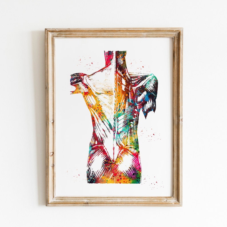 Anatomy of Superficial Muscles Back Biology Poster Medical - Etsy