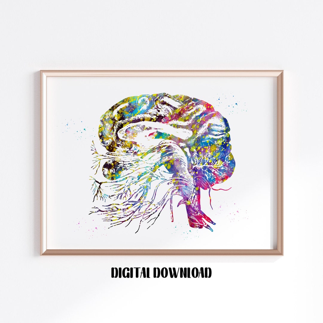 Brain Cranial Nerves Art Brain Anatomy Poster Watercolor - Etsy