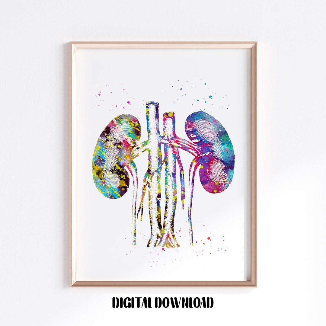 Kidneys Anatomy Urology Illustration Poster Medical Science Watercolor ...