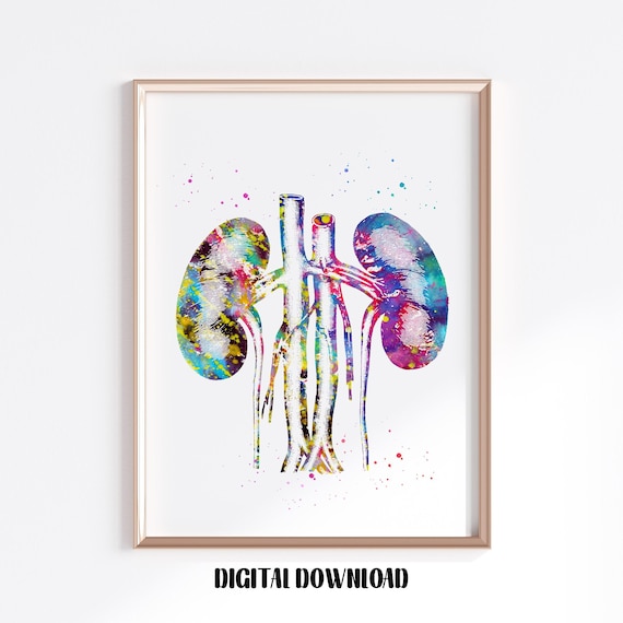 Kidneys Anatomy Urology Illustration Poster Medical Science - Etsy