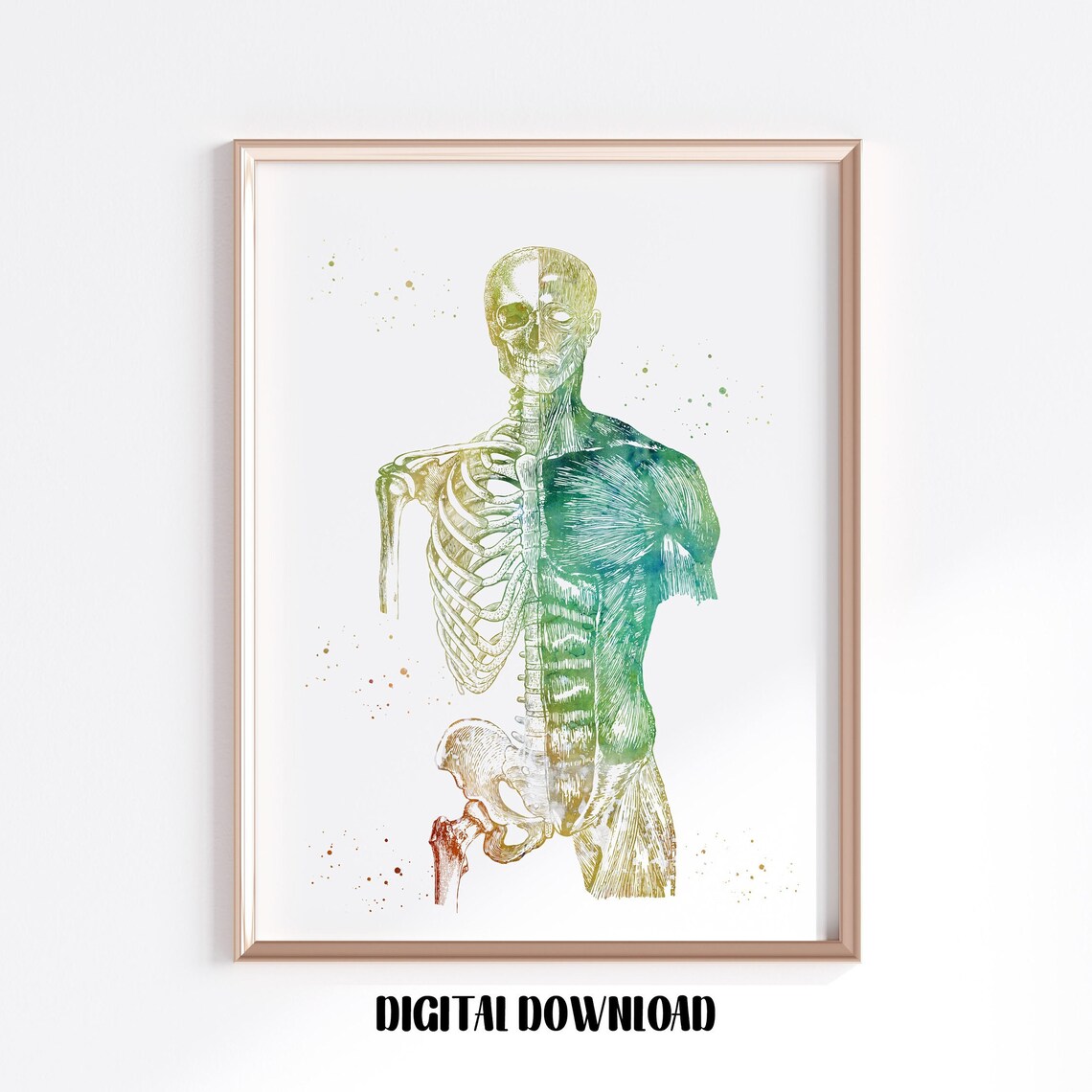 Bones and Muscles of the Torso Anatomy Musculoskeletal System - Etsy