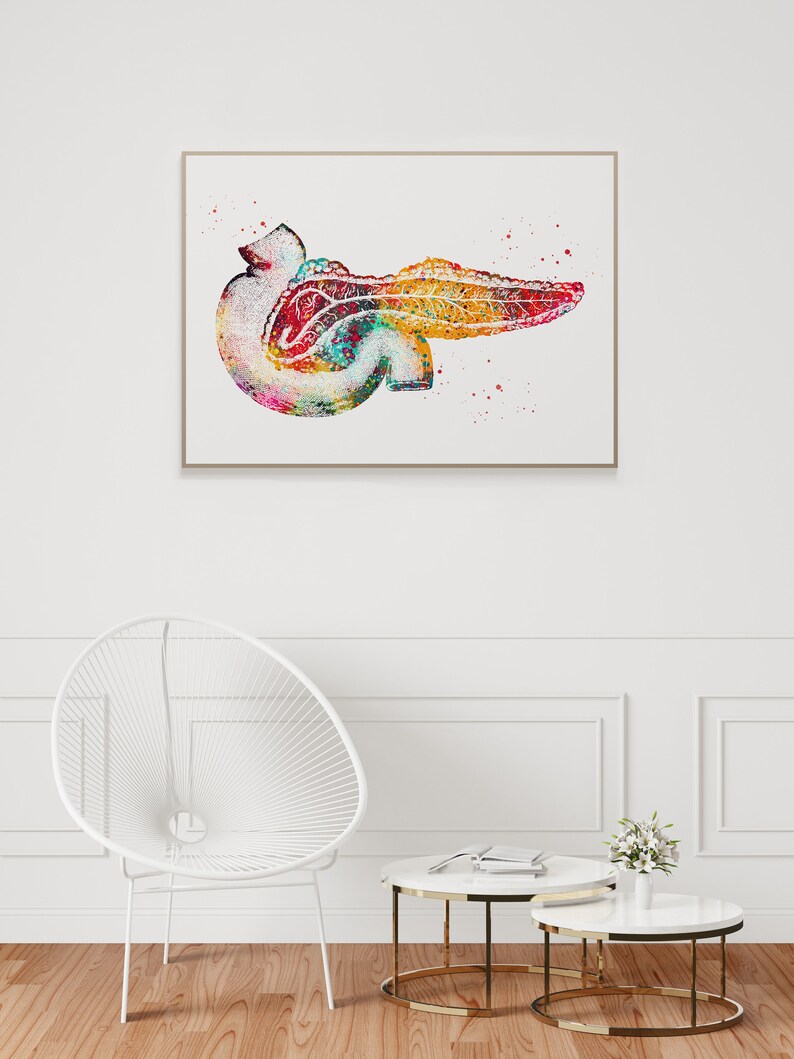Pancreas Human Anatomy Internal Organs Poster Medical Science - Etsy