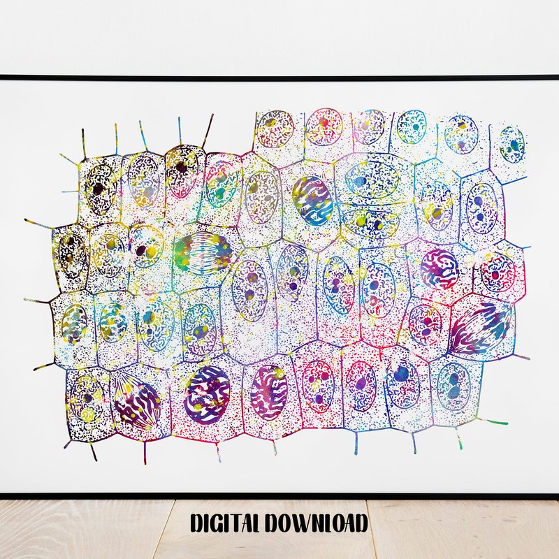 Mitosis Poster - Etsy