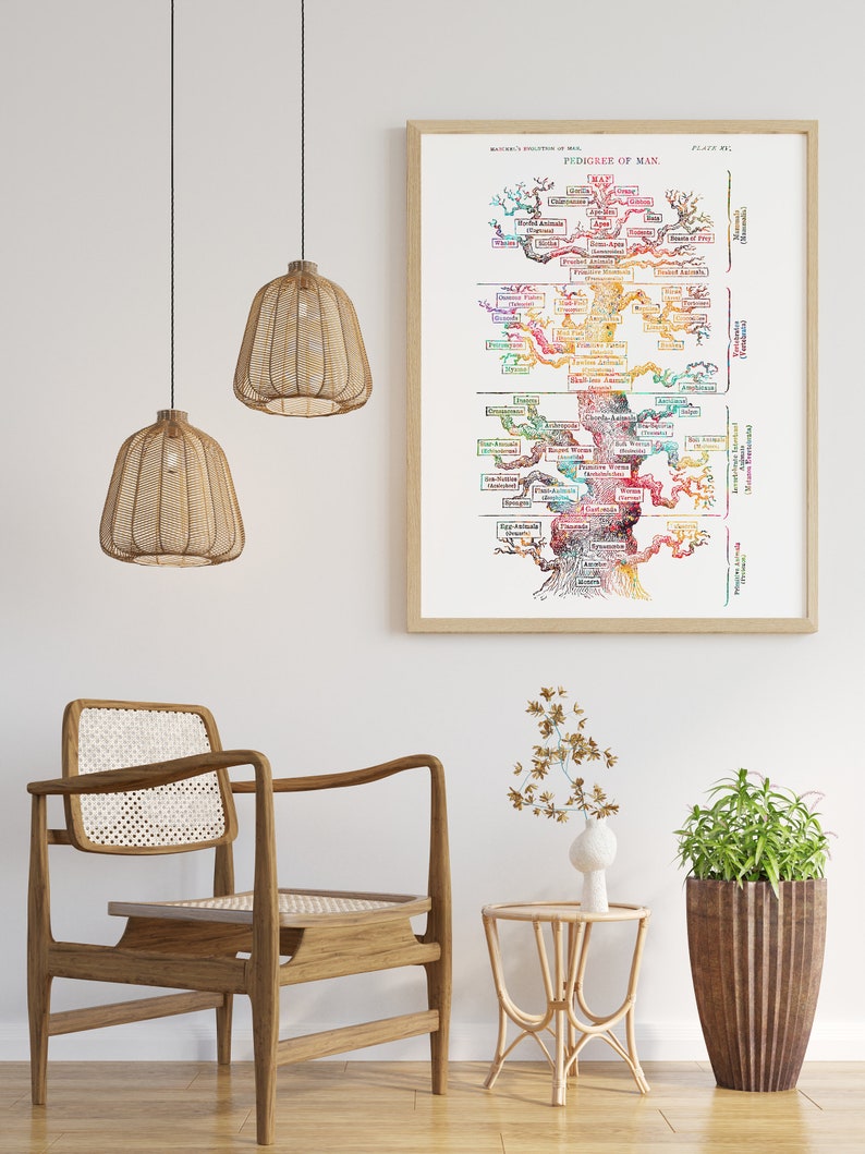 Haeckel's Evolution of Man Pedigree of Man Tree of Life - Etsy