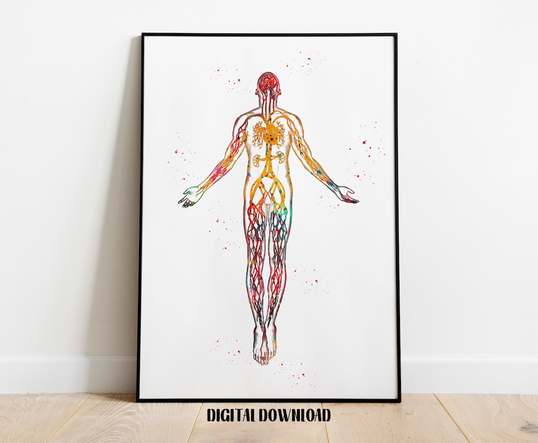 Human Vascular System Human Body Anatomy Biology Poster Medical Science ...